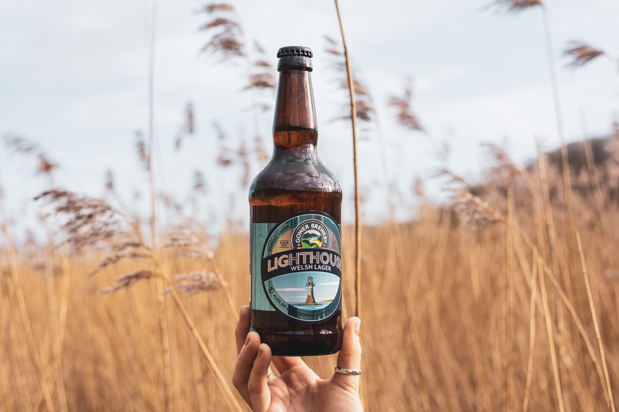 Lighthouse Lager 12 Pack | Gower Brewery | Award Winning Welsh Beer ...